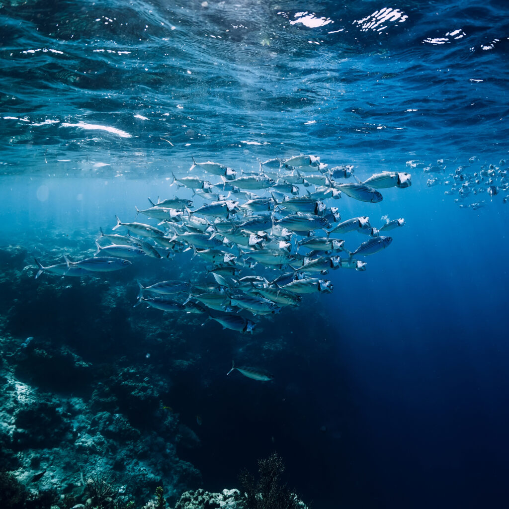 Blue Ocean, an impact strategy | SWEN CP