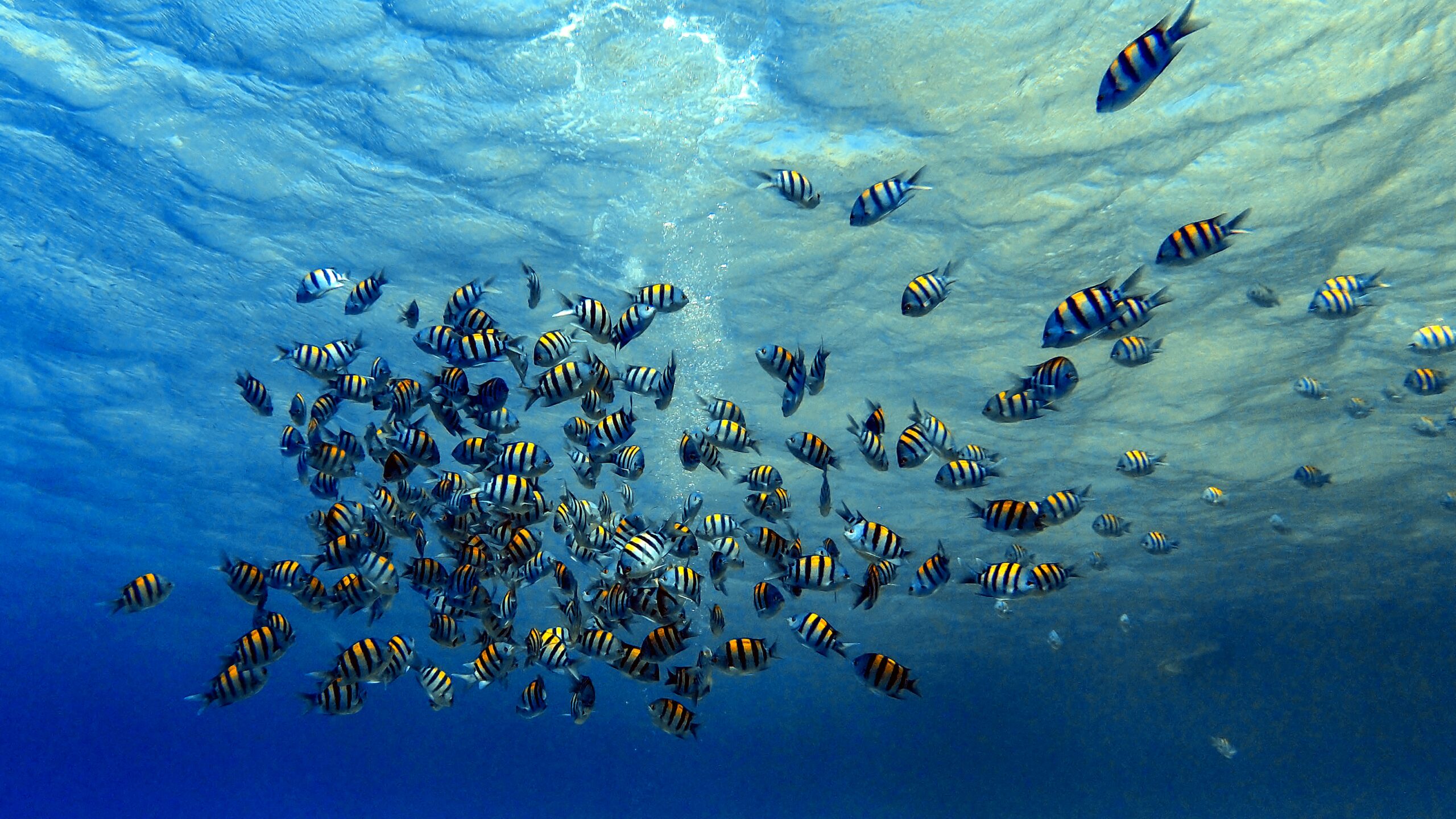 SWEN Blue Ocean Fund exceeds target to reach €150 million milestone - SWEN