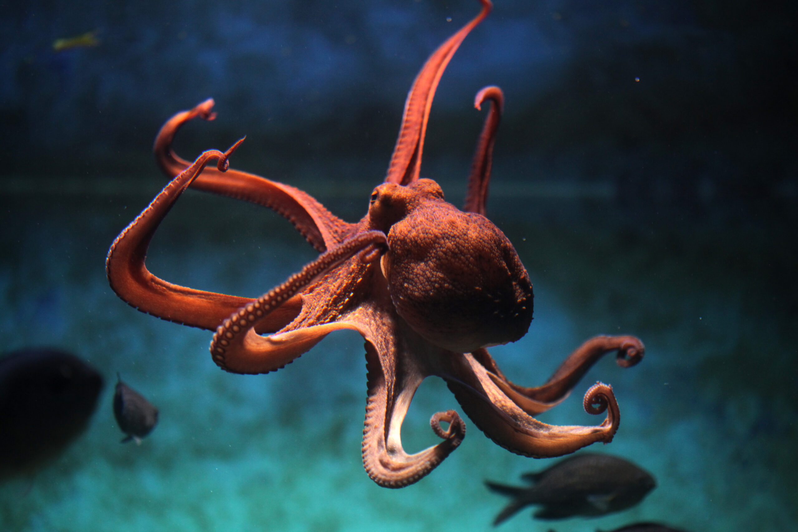 SWEN renforce ses équipes pour développer Blue Ocean, nouvelle ...