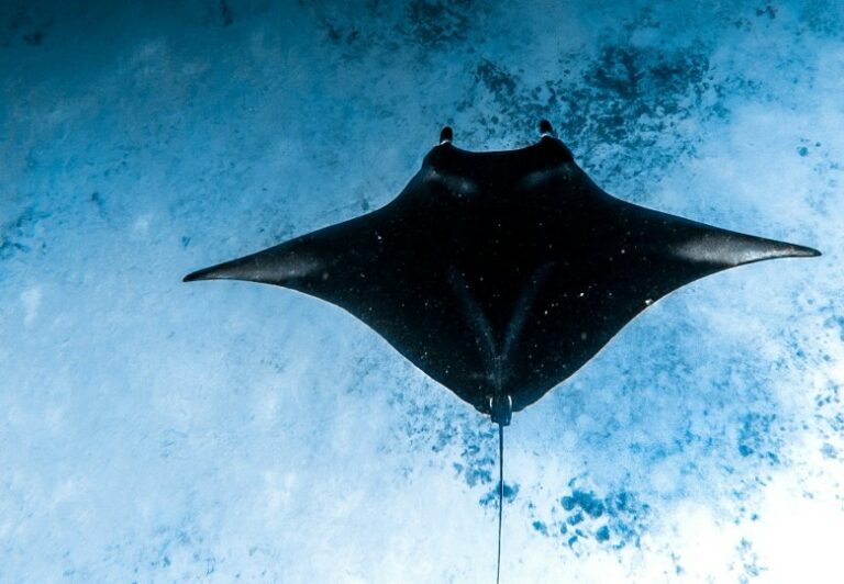 Blue Ocean, stratégie à impact | SWEN CP