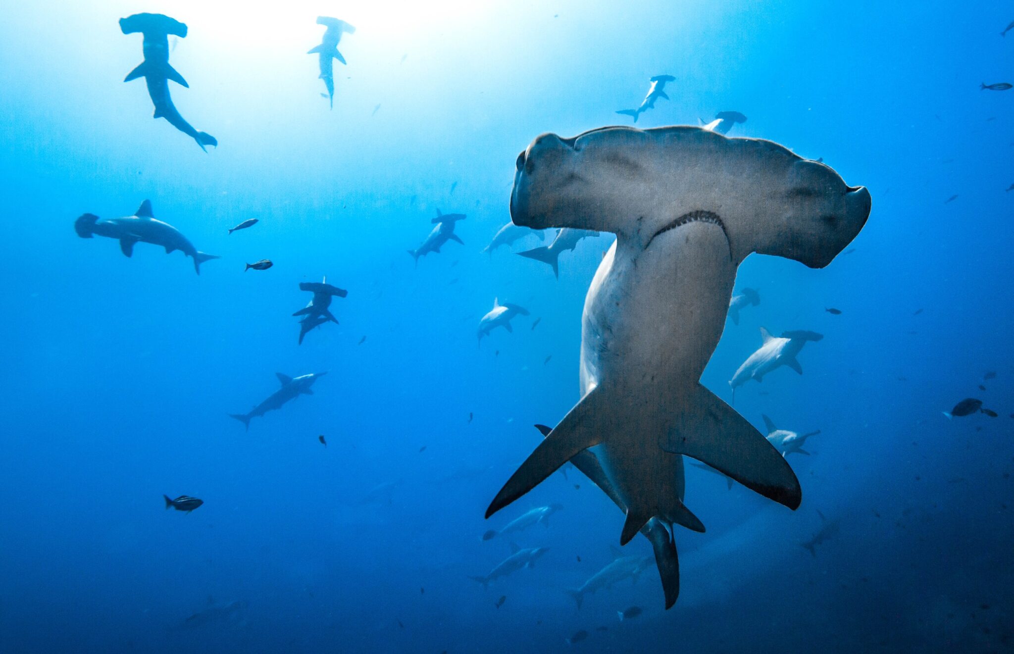 Blue Ocean, an impact strategy | SWEN CP