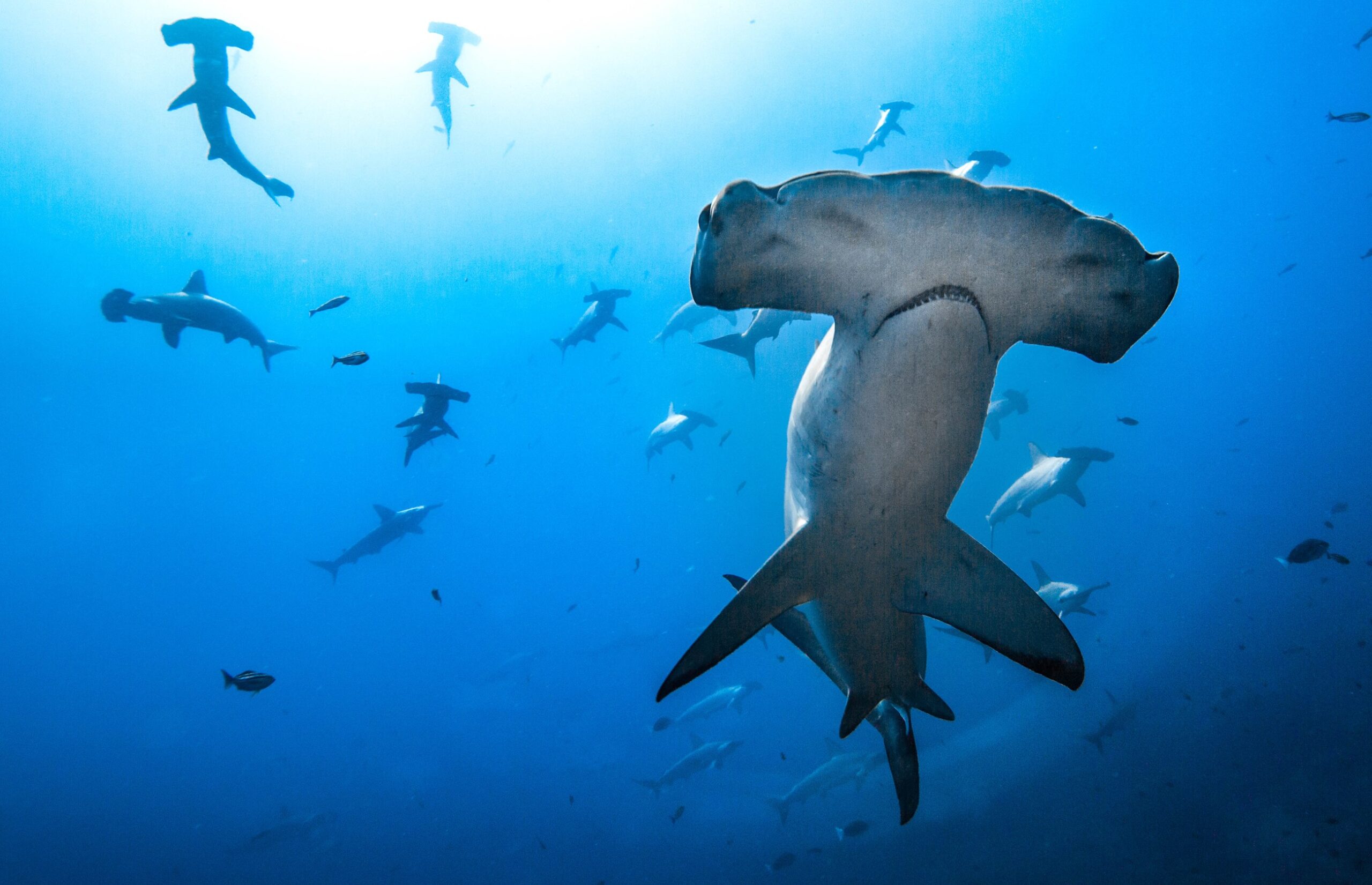 SWEN CP publie son rapport d’Impact Blue Ocean 2024